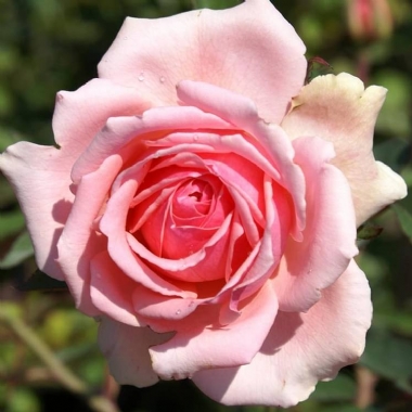 Products | Greenside Nursery