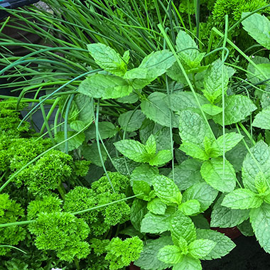 Edibles & Herbs available at Greenside Nursery | Greenside Nursery