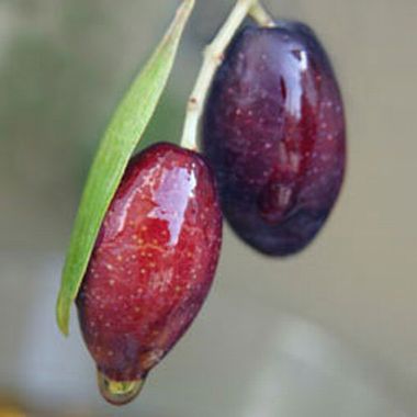 Olive / Olyf ‘Mission’ (Olea Europaea) | Greenside Nursery