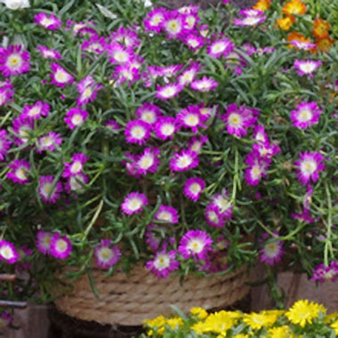 Products | Greenside Nursery