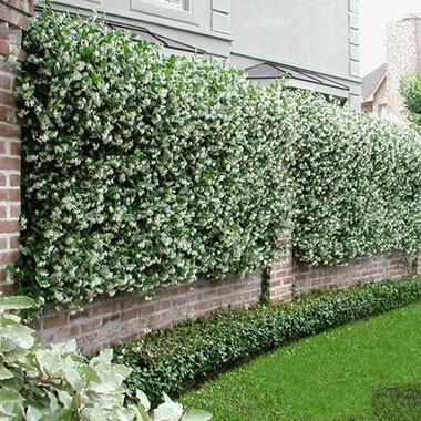 Products | Greenside Nursery