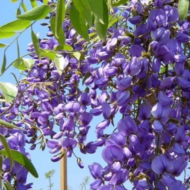 Products | Greenside Nursery